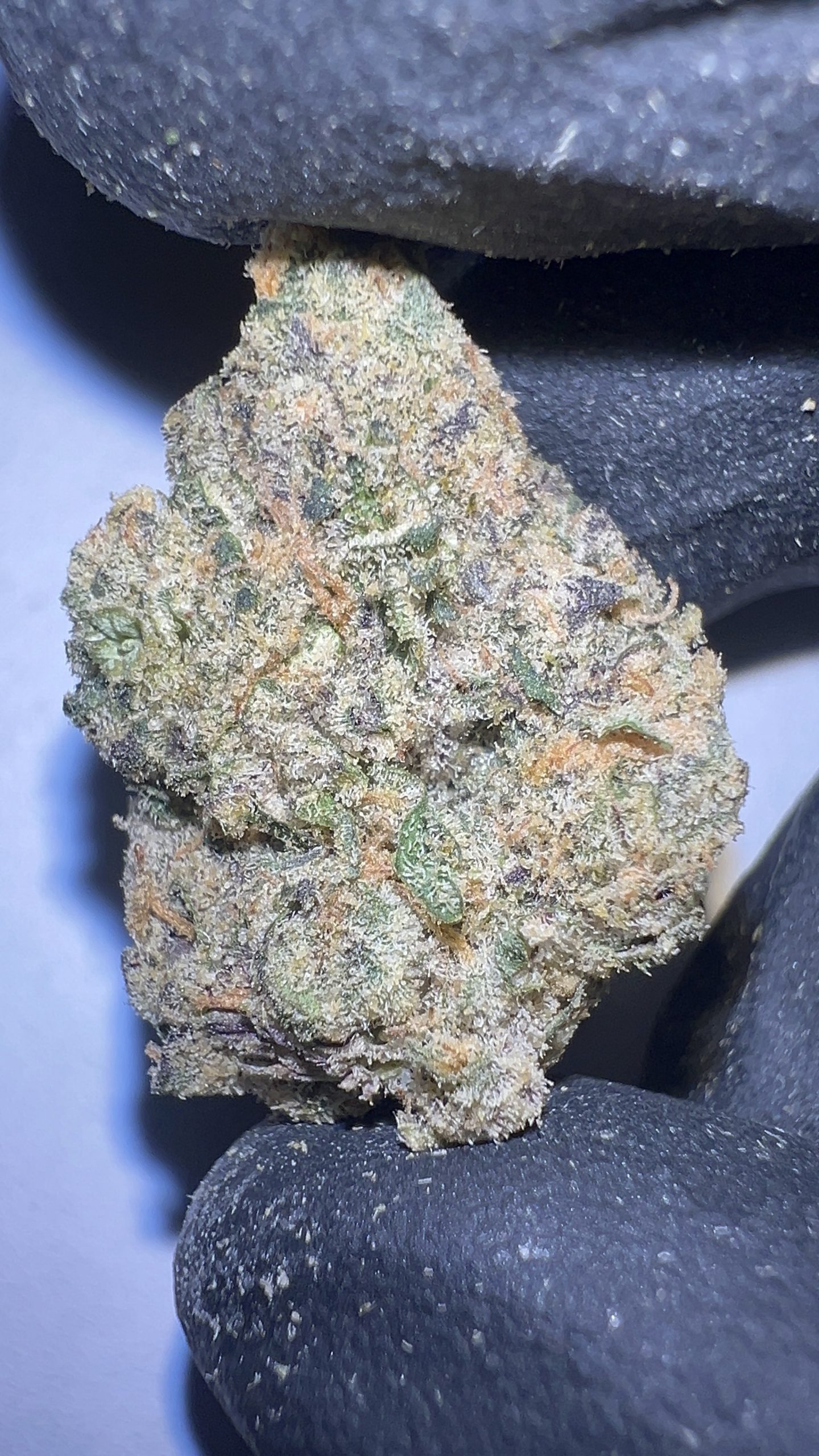 GovernMint Oasis - THCA Flower (Hybrid) - Delta 8 Denton | Denton ...